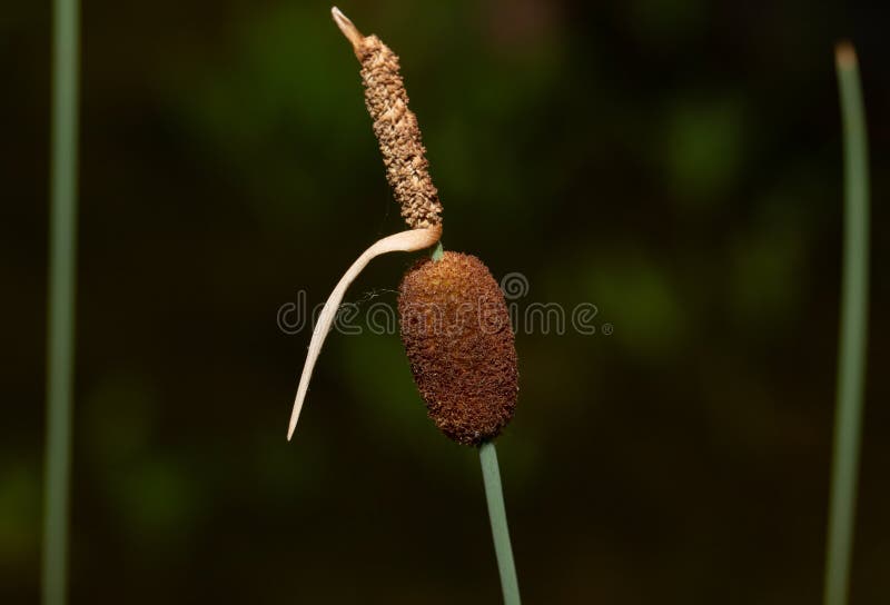 Close Up Photography of Dwarf Bulrush Stock Photo - Image of leaf ...