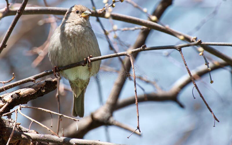 Close-up Photography Of Gray Bird Perching On Twig Picture. Image ...