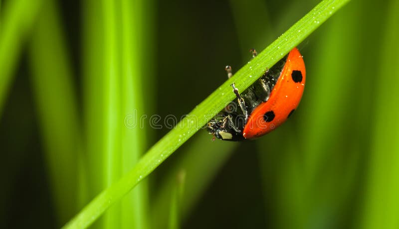 Close-up Photography Of Ladybug Picture. Image: 109921874