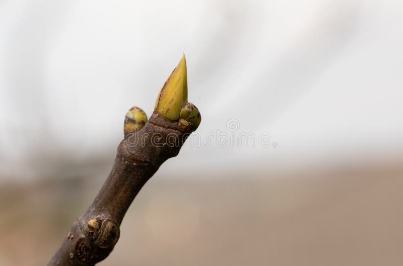 Close Up Photography of a Sprouting Fig Leaf Stock Photo - Image of ...