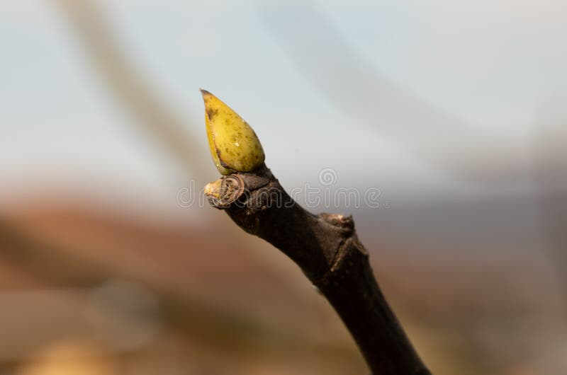 Close Up Photography of a Sprouting Fig Leaf Stock Photo - Image of ...