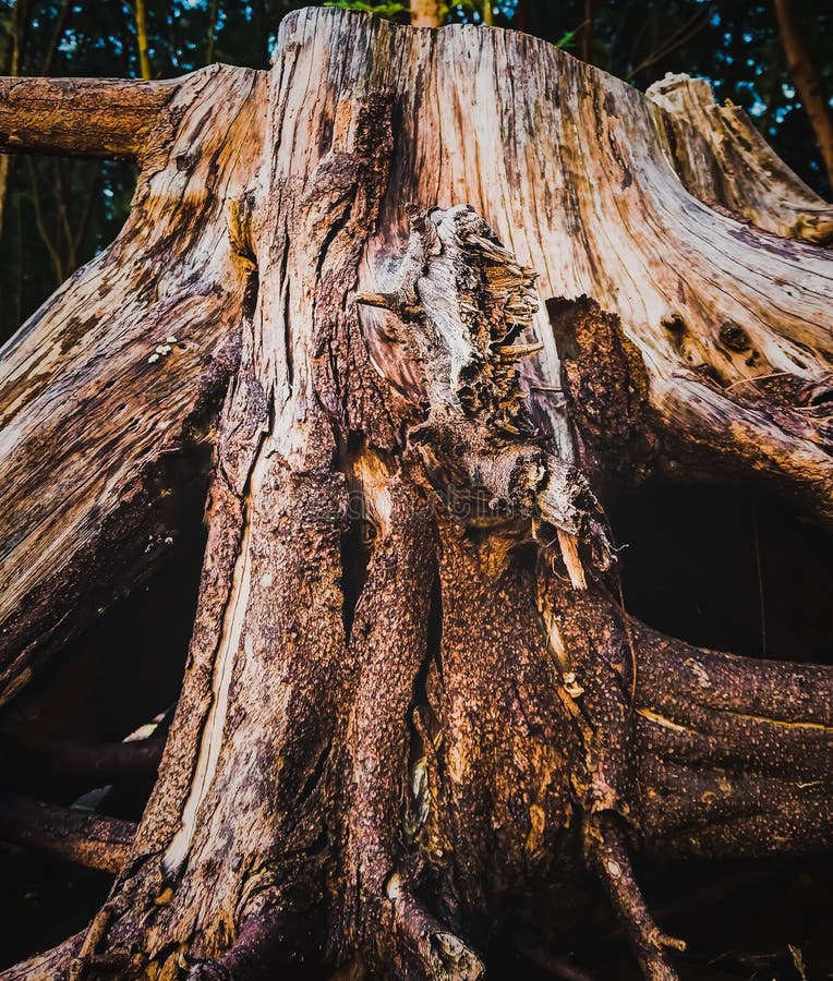 Close-up Photography of Tree Trunk Stock Photo - Image of soil, nature ...