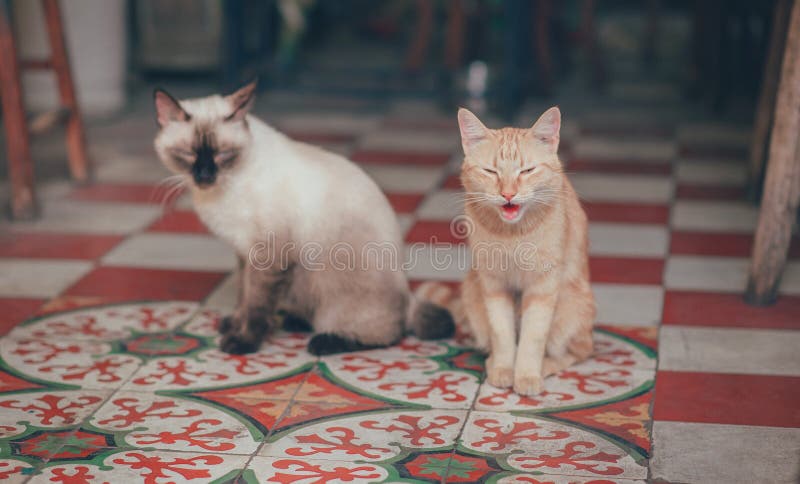 Close-Up Photography Of Two Cats Stock Image - Image of kitty, field ...