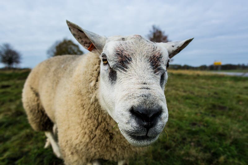 Close Up Photography Of White Sheep Stock Photo - Image of landscape ...