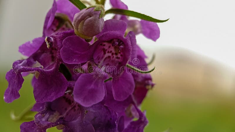 Close-up Photography of Wild Grass Flowers Stock Photo - Image of ...