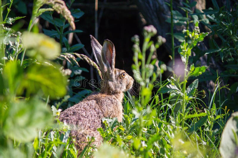Close Up Photography of Wild Rabbit in the Field Stock Image - Image of ...