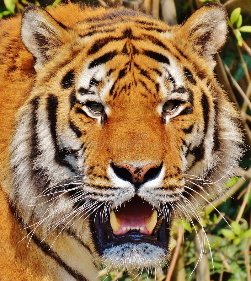 Close Up Photography Of Yellow White And Black Tiger Face Picture ...