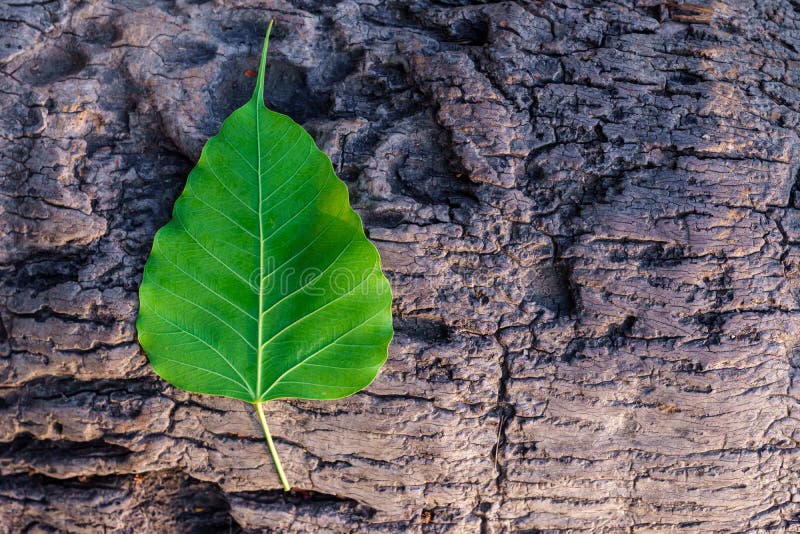 Close Up Photos of Leaves and Tree Surface Backgrounds Stock Photo ...