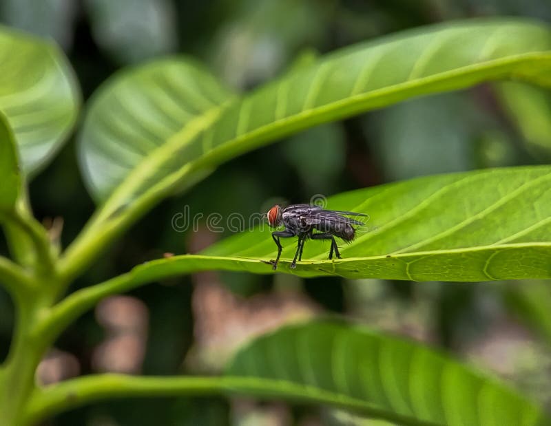 Close-up of a Fly Brachycera Sitting on Tiny Yellow Blossoms Stock ...