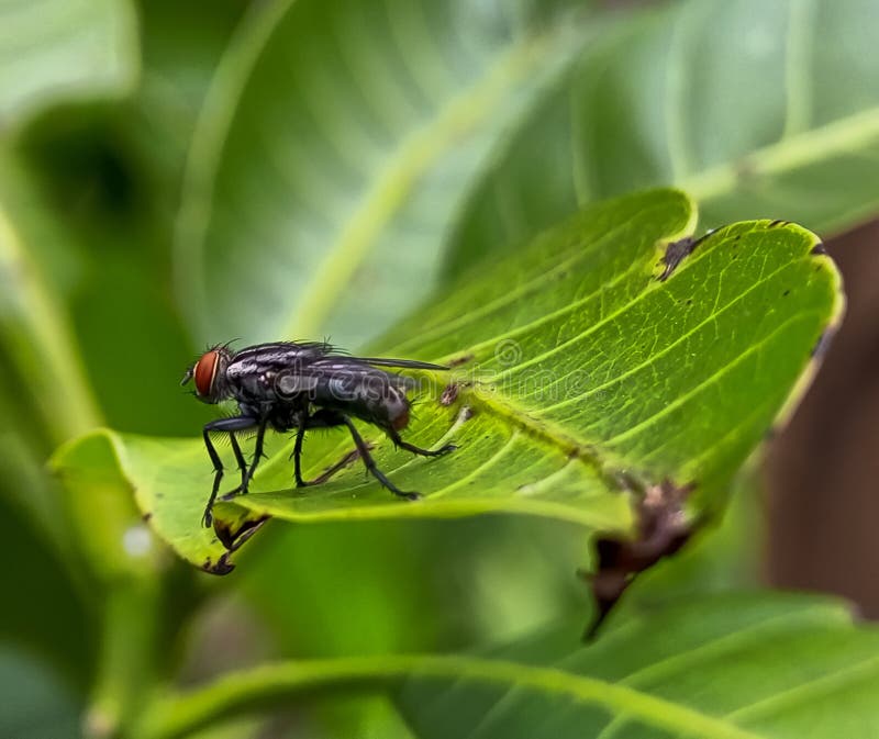 Close Up Photos of Muscomorpha Perched on a Green Leaf Stock Image ...
