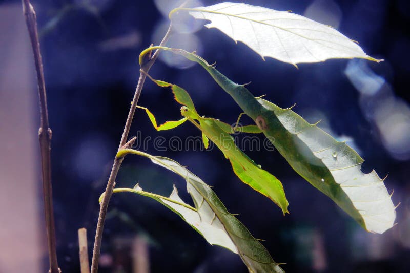Phyllium stock image. Image of green, animal, nature - 297893163