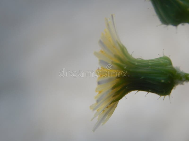 Close Up Pic of Flower by Side Angel Stock Image - Image of natural ...