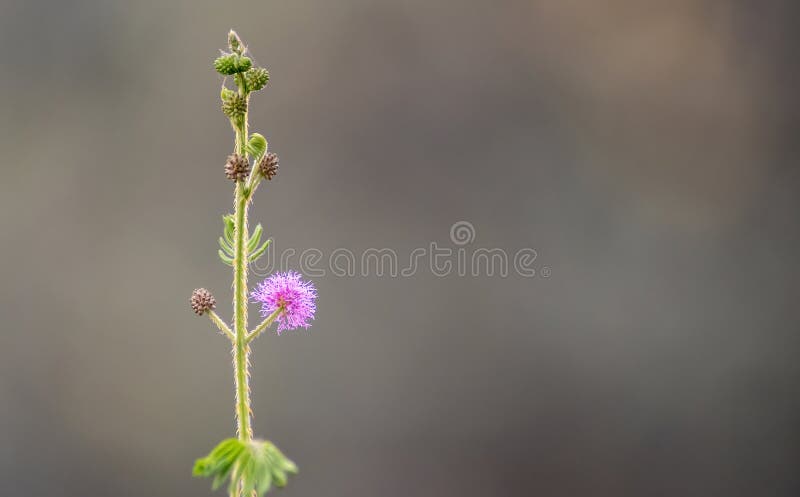 Beautiful flower stock photo. Image of nila, pink, macro - 237243304