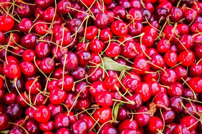 Close-up of Picked Cherries Stock Photo - Image of fresh, healthy: 75366416