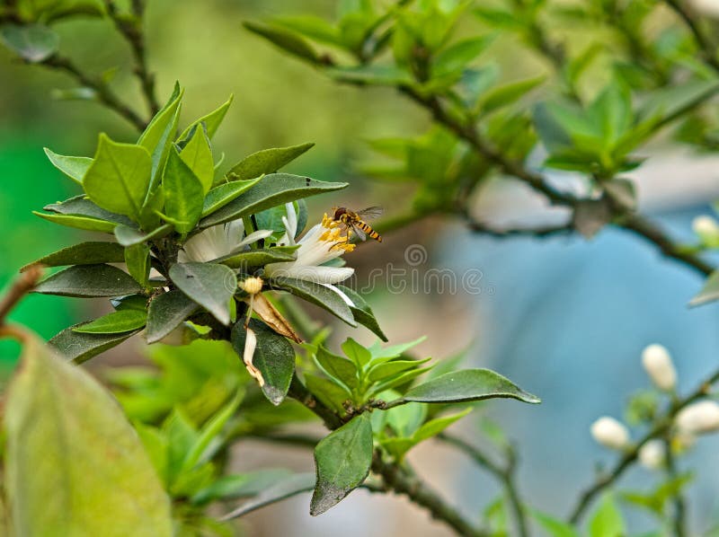 Close Up Picture a Bee Hovering Over Lemon Tree Flower Stock Photo ...