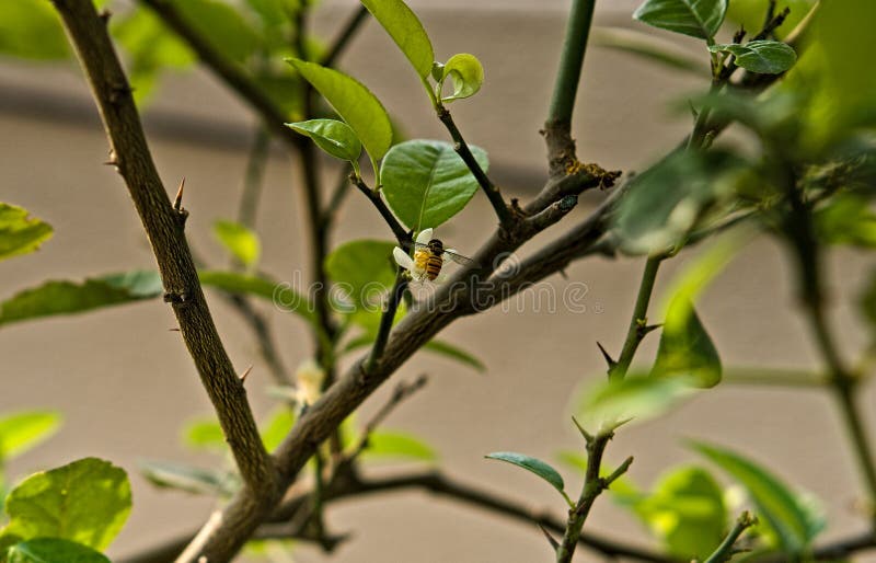 Close Up Picture a Bee Hovering Over Lemon Tree Flower Stock Photo ...