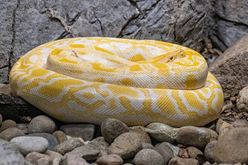 Albino Specimen of Burmese Python Snake from South East Asia Stock ...