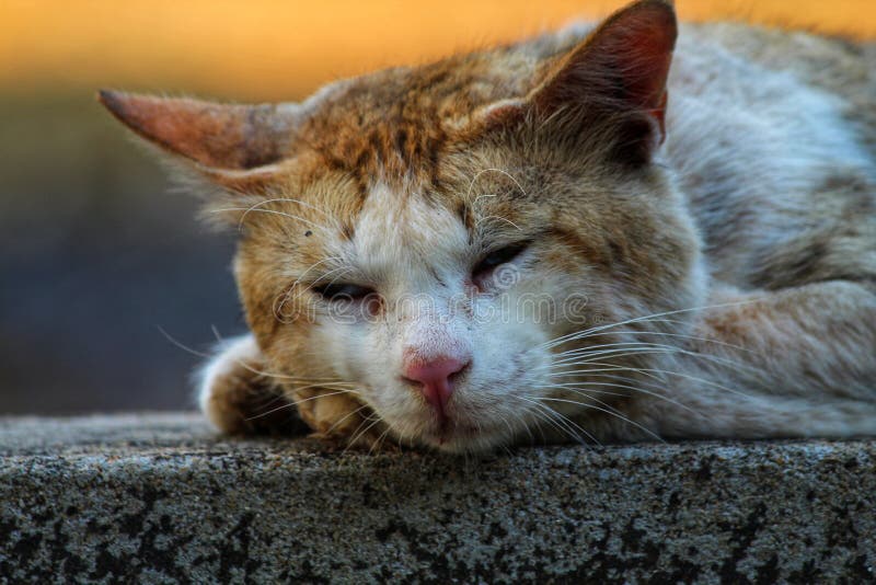 Close Up Picture of a Cat Taking a Rest, Sleeping Stock Photo - Image ...