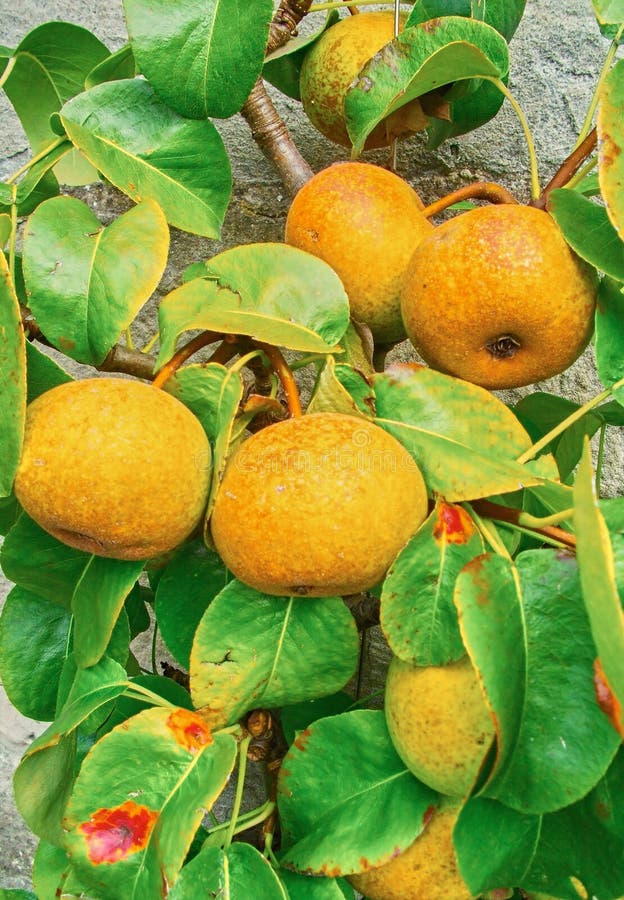 Close Up Picture of Chinese Pear Tree. Stock Photo - Image of biology ...