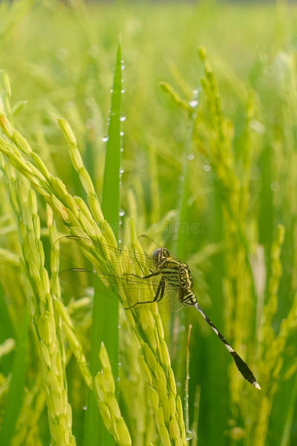Close Up Picture of Dragon Fly on the Rice Fields Stock Photo - Image ...