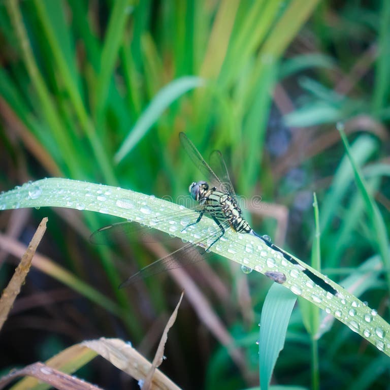 Close Up Picture of Dragon Fly on the Rice Fields Stock Photo - Image ...