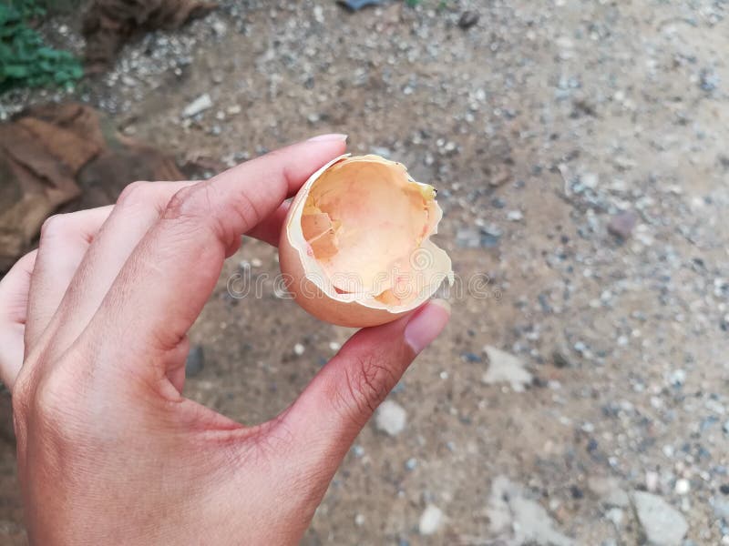 Eggshell after hatching. stock photo. Image of diet - 112487330