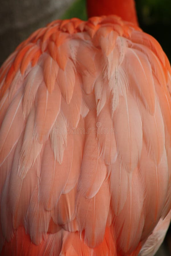 Flamingo feathers stock image. Image of bird, feather - 29801977