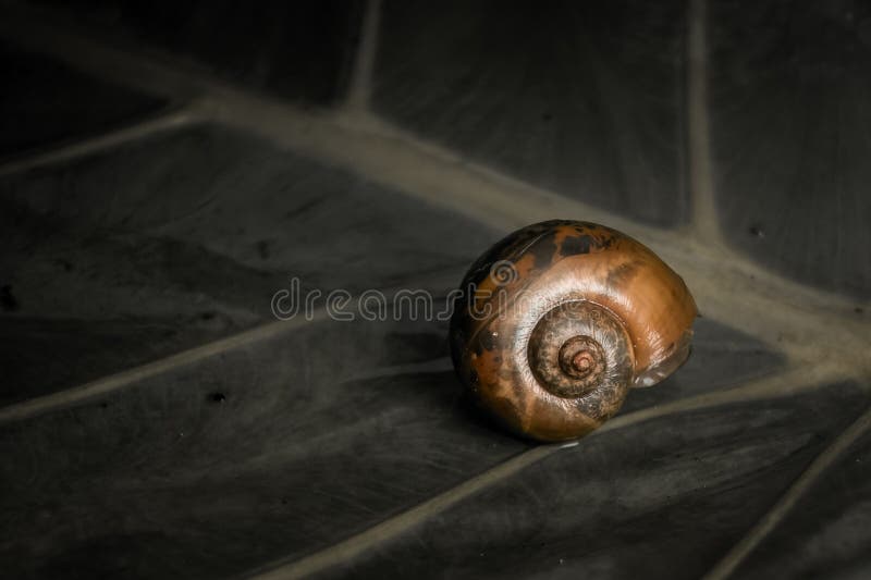 Close Up Picture of Golden Apple Snail on the Leaf Stock Photo - Image ...
