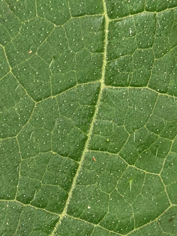 Close Up Picture of a Green Leaf Vein Texture in the Garden Stock Image ...