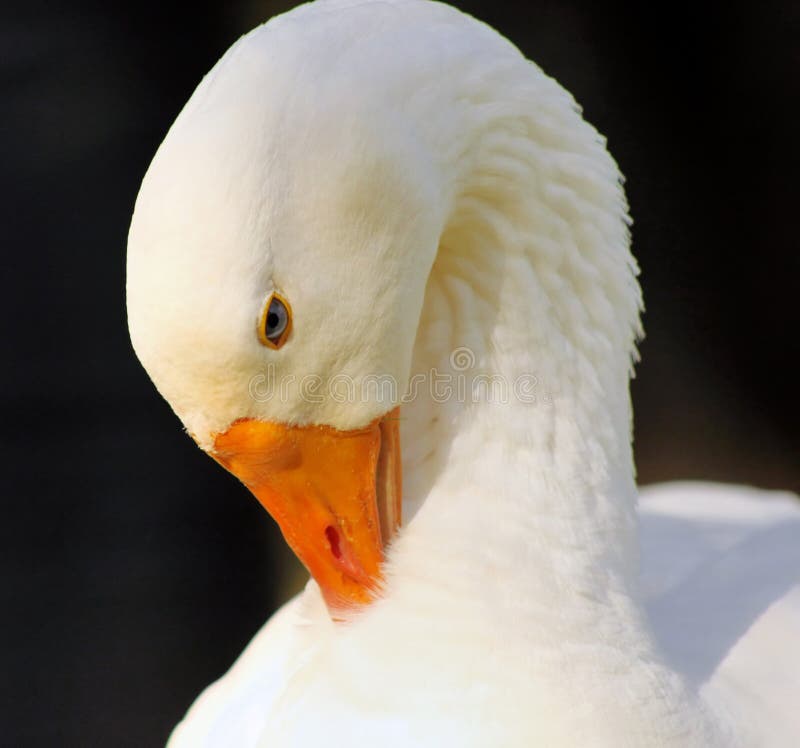 Grooming Goose Close Up stock image. Image of muzzle - 30274313