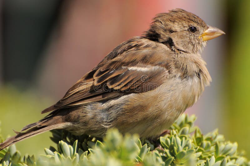 Close Up Picture of a House Sparrow Stock Image - Image of common, bird ...