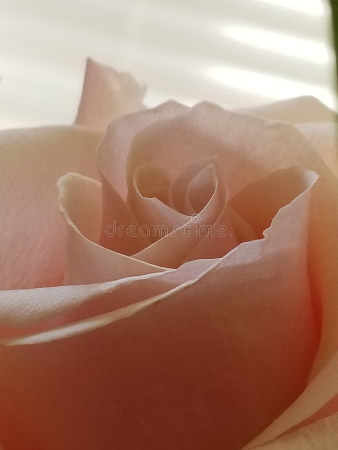 Light pink rose stock image. Image of rose, pink, light - 105411821