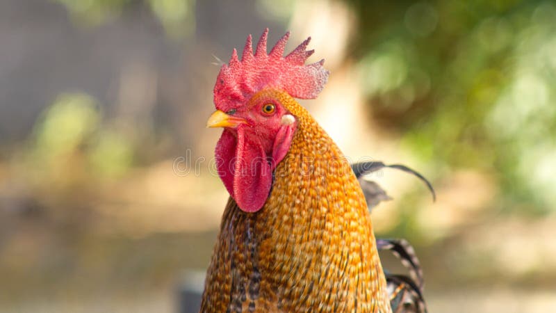 Close-up Picture of a Male Chicken Stock Image - Image of domestic ...