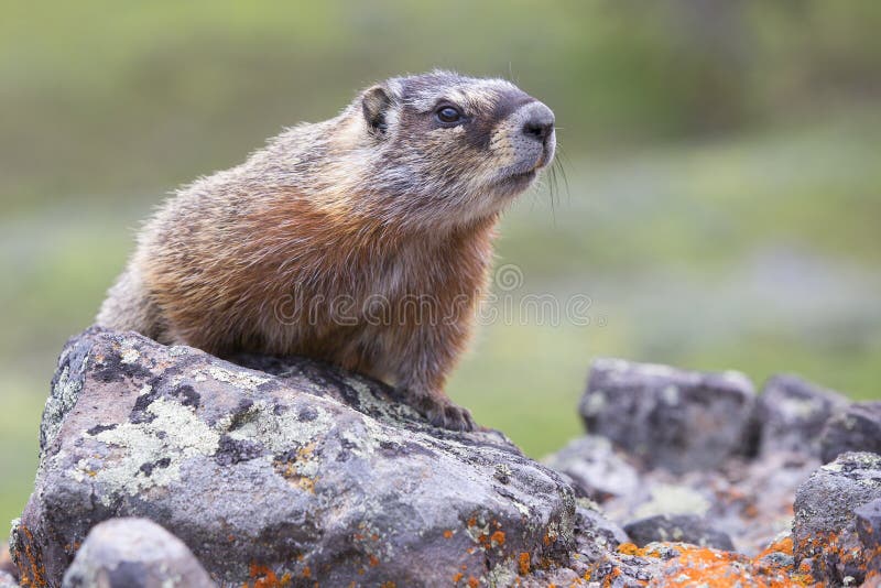 Colorful Marmot Sitting on Rock Stock Image - Image of mamashy, sitting ...