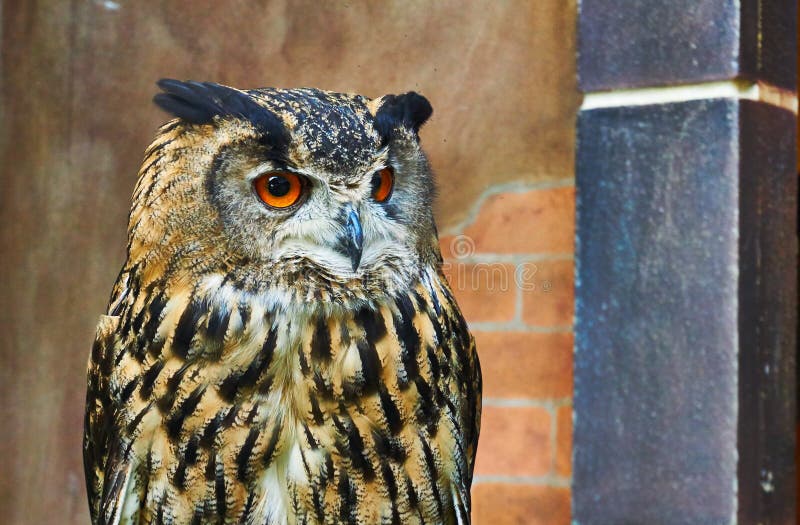 Close up picture of owl stock image. Image of wildlife - 84205465