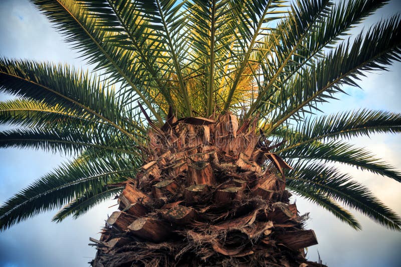 Palm tree close-up stock image. Image of leaves, nature - 105772863