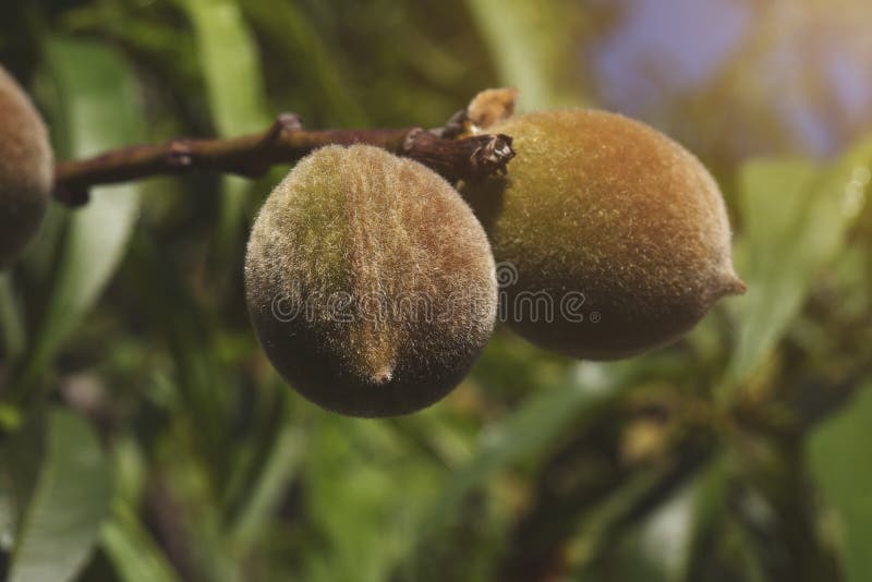 Green Peach Fruit on the Tree Stock Image - Image of gardening, fruits ...