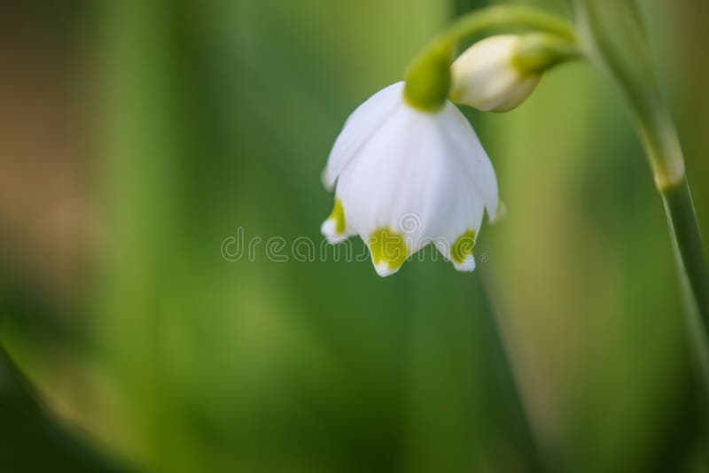Close-up Picture of Snowflake Fills in a Whole Screen Stock Photo ...