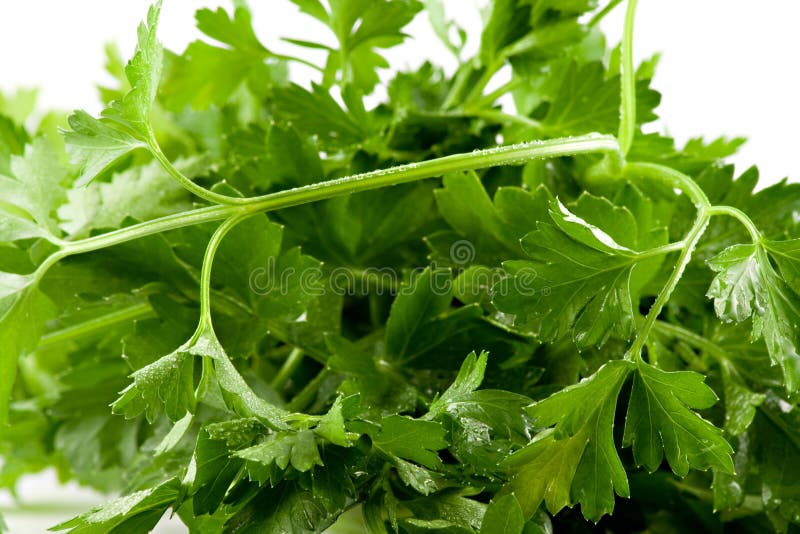 Close Up Picture of Some Fresh Parsley Stock Photo - Image of herb ...