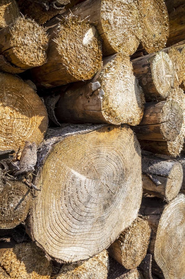 Close Up Picture of Stacked Tree Logs Stock Photo - Image of rough ...