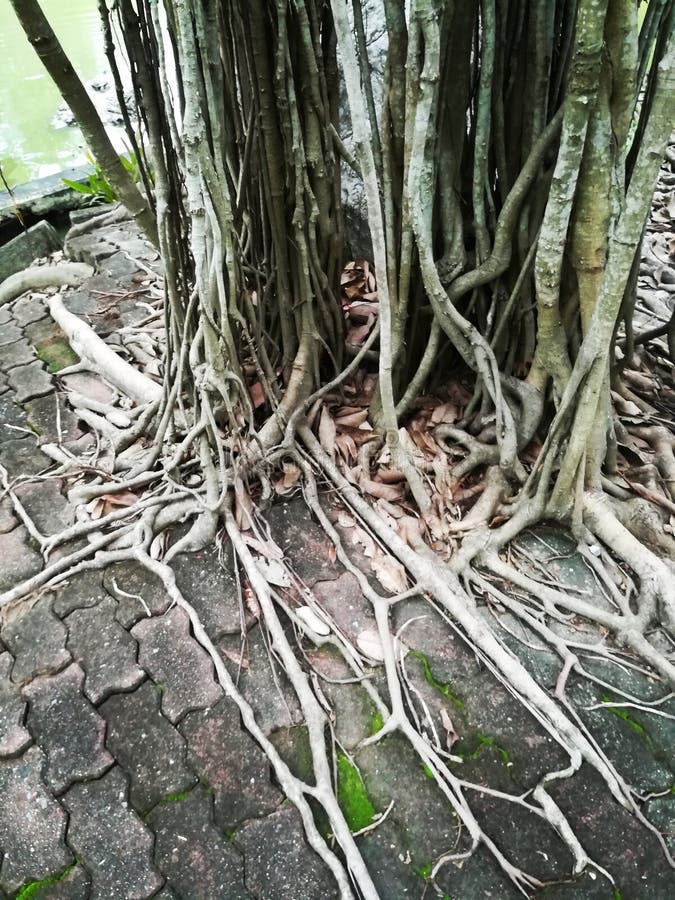 Tree Root Network On The Concrete Ground Stock Photo - Image of pattern ...