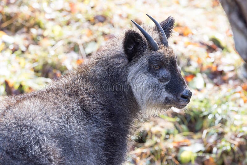 Close-up Picture of Wild Japanese Serow Stock Image - Image of animal ...