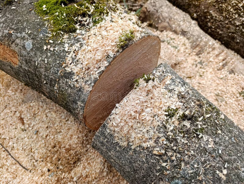 A Close Up of a Piece of Wood with a Piece Cut in Half Stock Photo ...