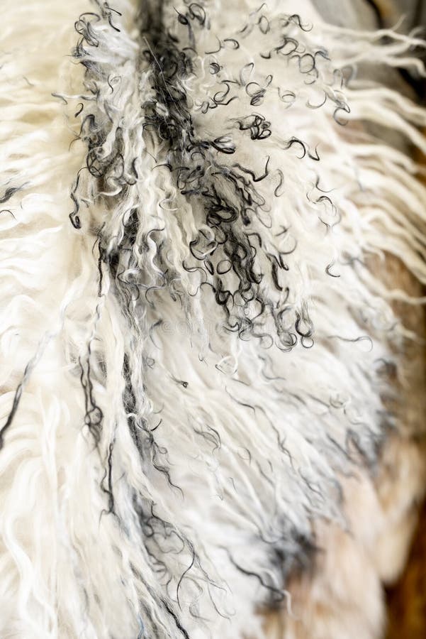 Close-up of Pieces of Gray Wool for the Whole Frame Stock Photo - Image ...