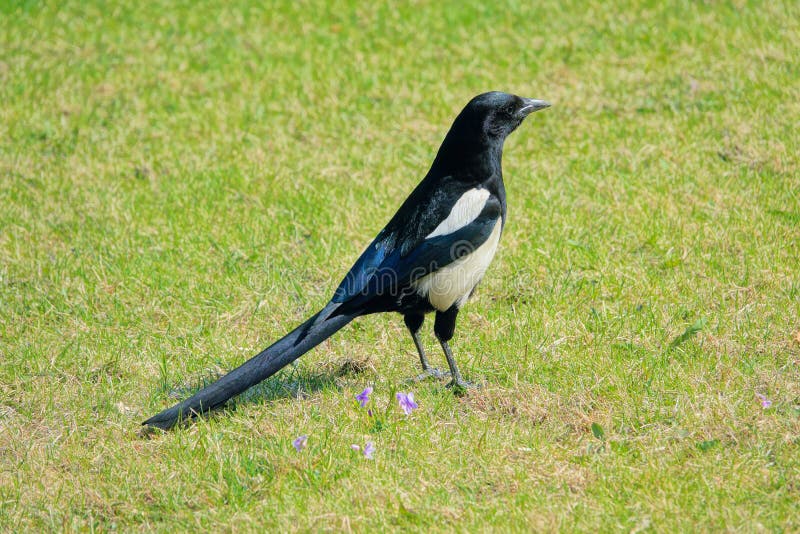 Pied magpie stock image. Image of closeup, bird, flowers - 146191663