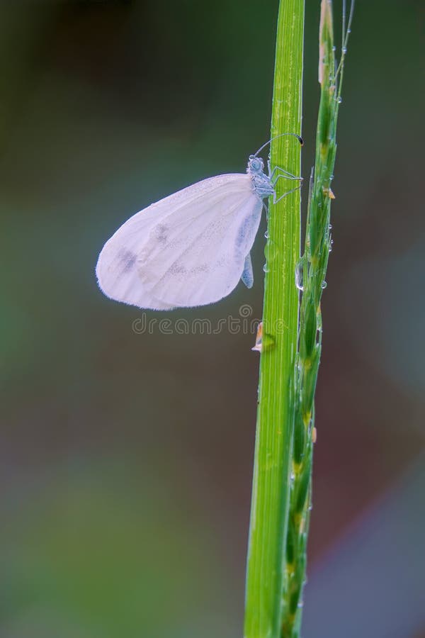 Pierid butterfly stock image. Image of pierid, animals - 189060055