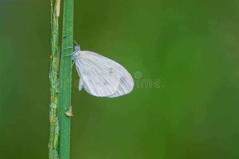 Pierid butterfly stock photo. Image of wild, plant, pierid - 189060080