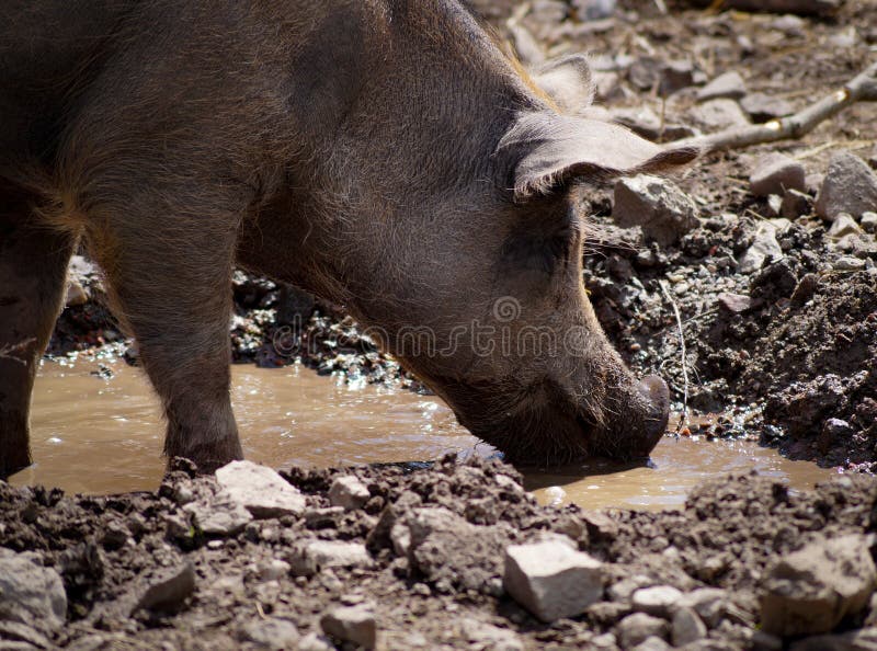 Close Up of a Pig Drinking Water Stock Image - Image of snout ...