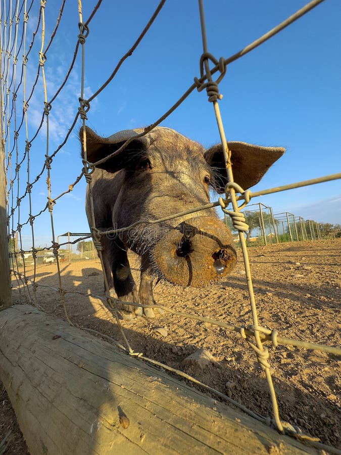 Close-up of Pig Seen from Below Stock Photo - Image of farm, ground ...