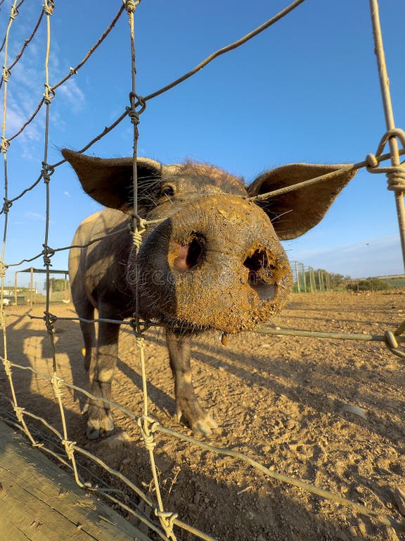 Close-up of Pig Seen from Below Stock Image - Image of perspective ...
